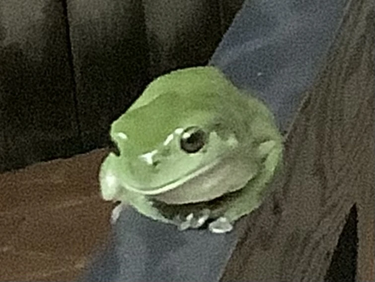 Catyphoon woman | Fandom