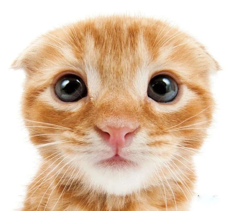 send goofy cat images | Fandom