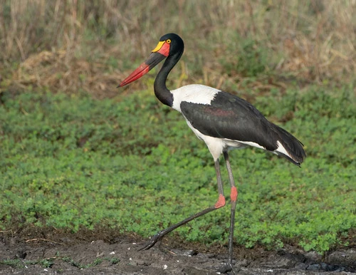 What is a sonarian that fits most the Saddleback Stork?? | Fandom