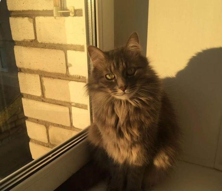 Kitty of the day #3 | Fandom