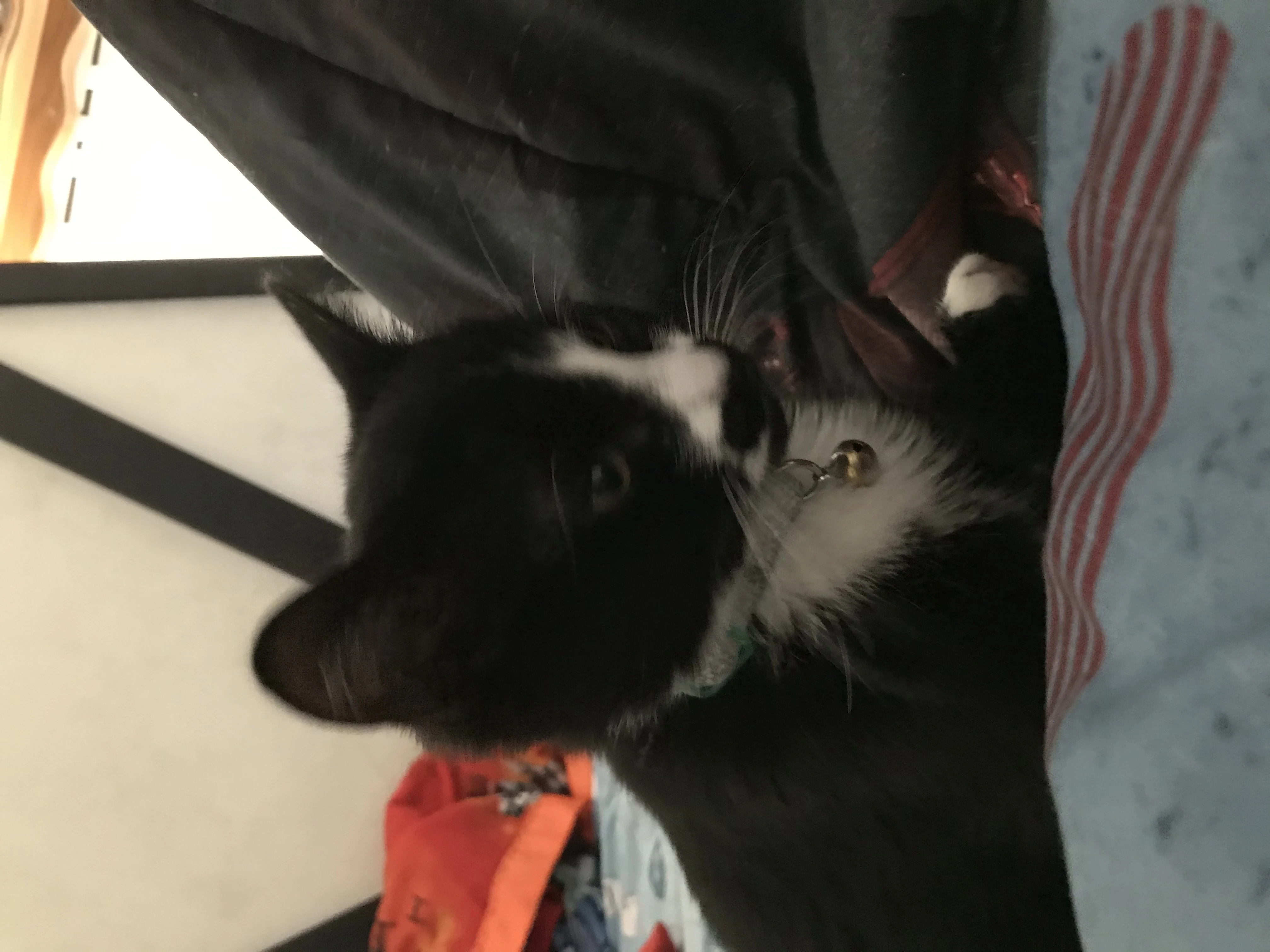 Beauxregard | Fandom