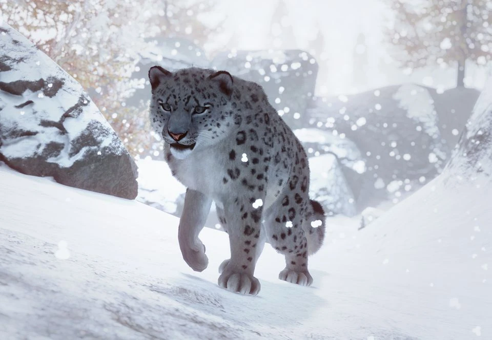 Snow Leopard Classification Debate | Fandom