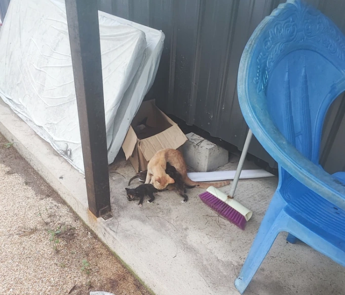 *NEW* Daily Cat Image #032 | Fandom