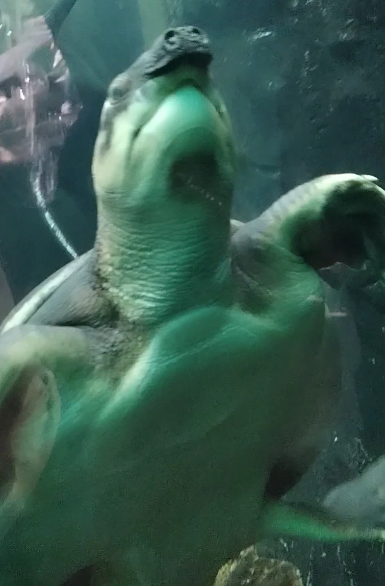 goofy ahh ohio turtle 💀 | Fandom