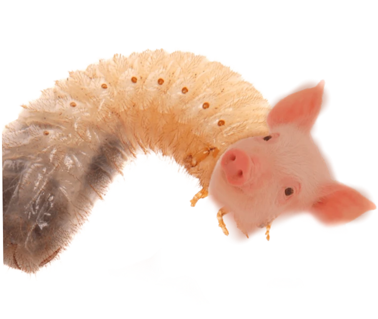 Realistic amphibia challenge | Fandom