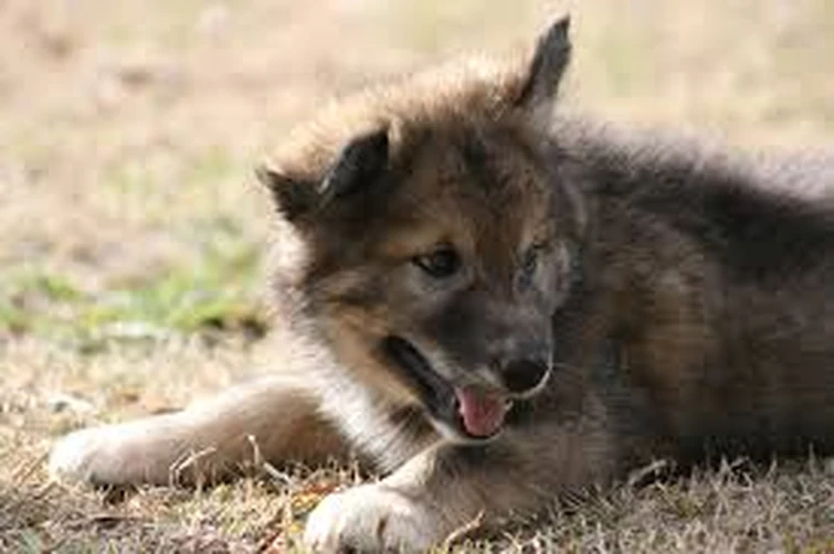 Huh? Im not obesessed with wolves?- | Fandom