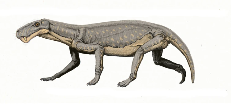 lycaenops orantus | Fandom