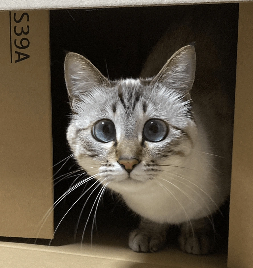 PLEASE POST MORE CATS RAZBERRY | Fandom