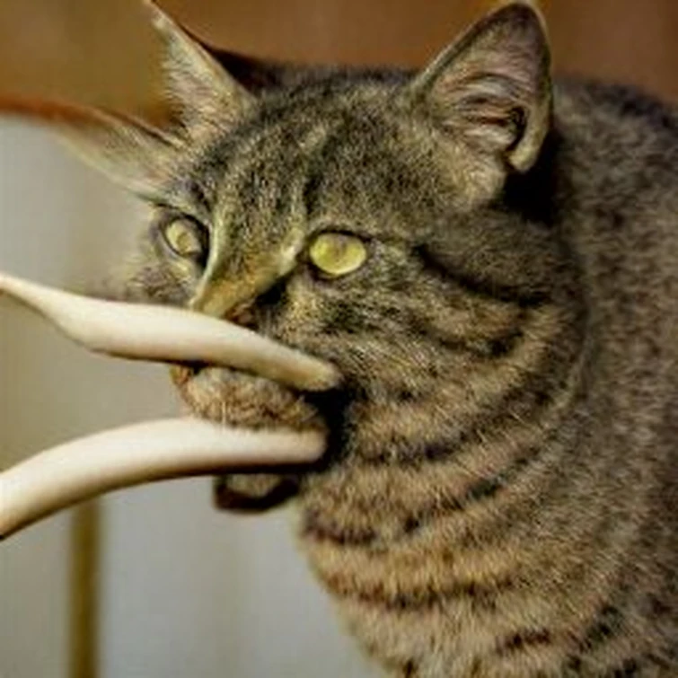 Discuss Everything About Creatures of Sonaria Wiki | Fandom