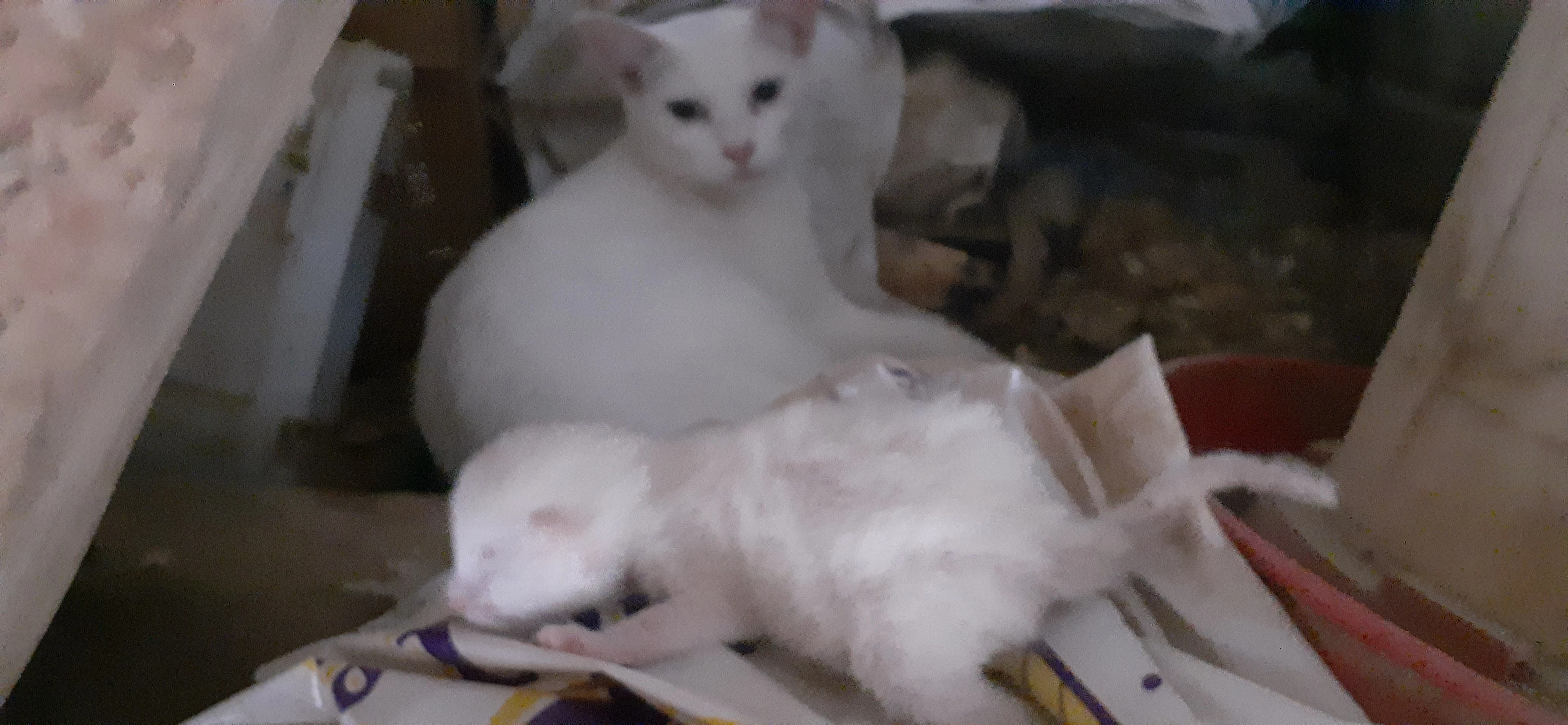 GATITO | Fandom