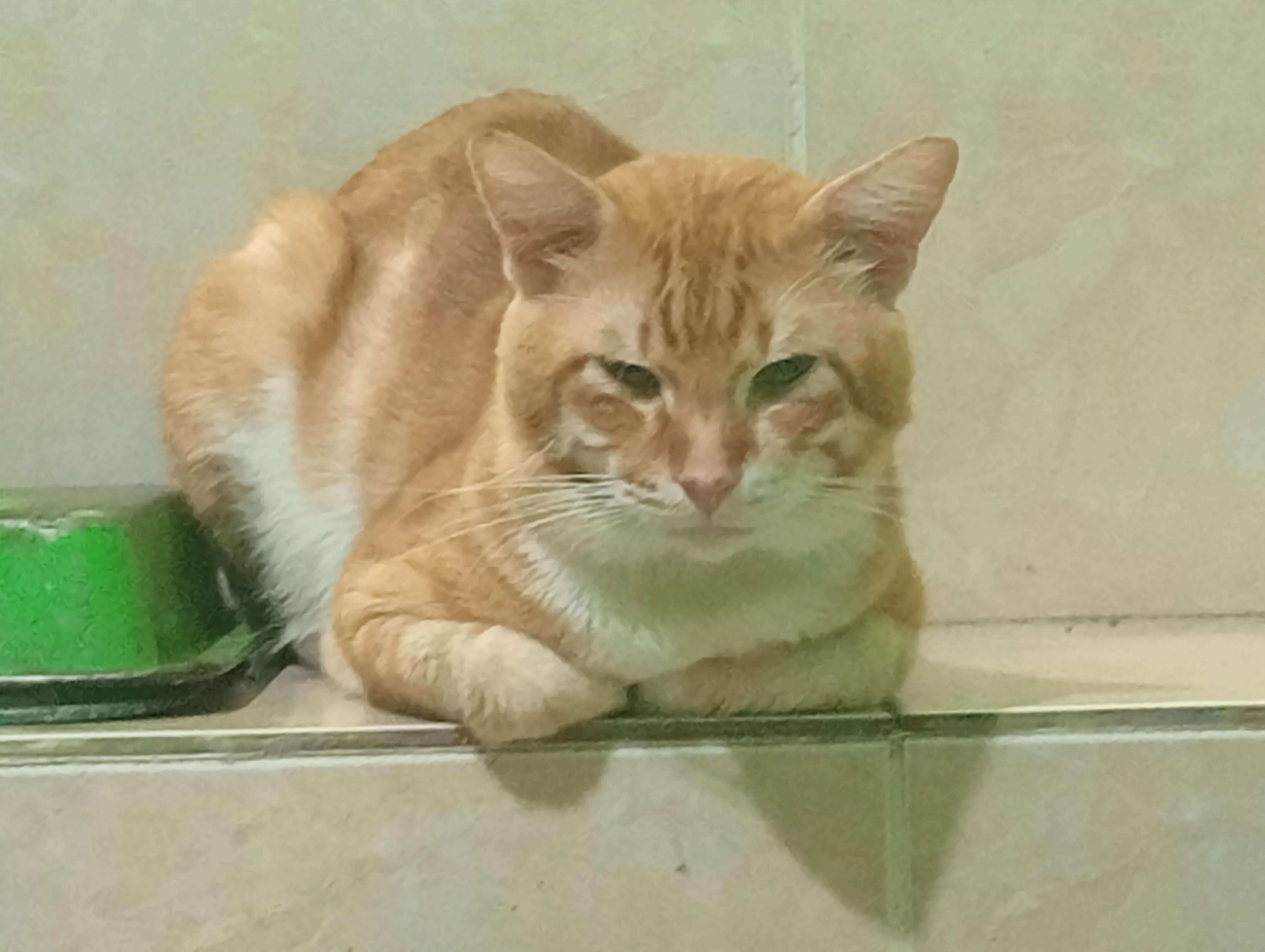 Goated animal fr,just meows walk around shit, piss, and eat,I fw it ...