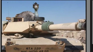 Who would win (finale) | Fandom