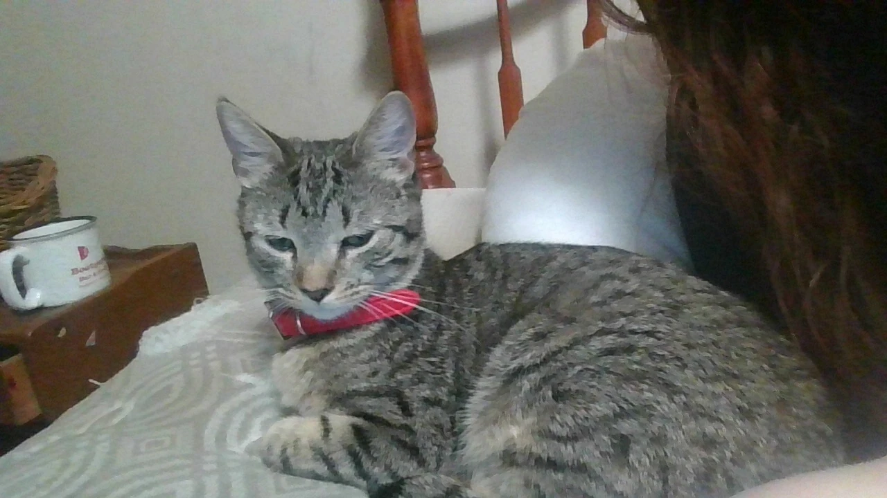 Spike my cat! | Fandom