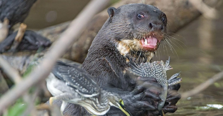 Otter fact. | Fandom