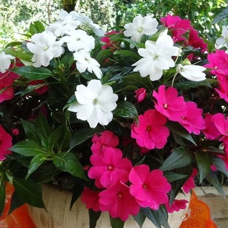 Discuss Everything About NatureRules1 Wiki | Fandom