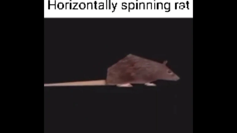 horizontally spinning rat | Fandom