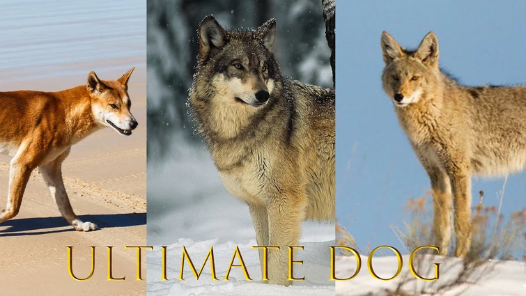 Discuss Everything About NatureRules1 Wiki | Fandom