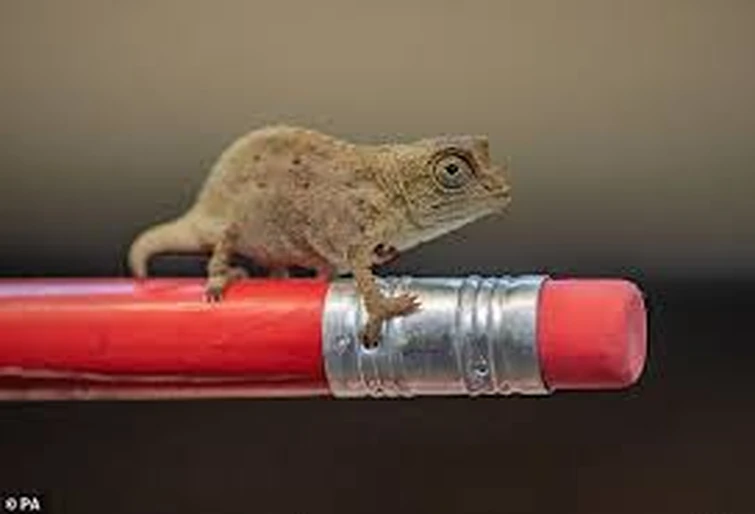 Daily lizard fact #4 (I think) | Fandom