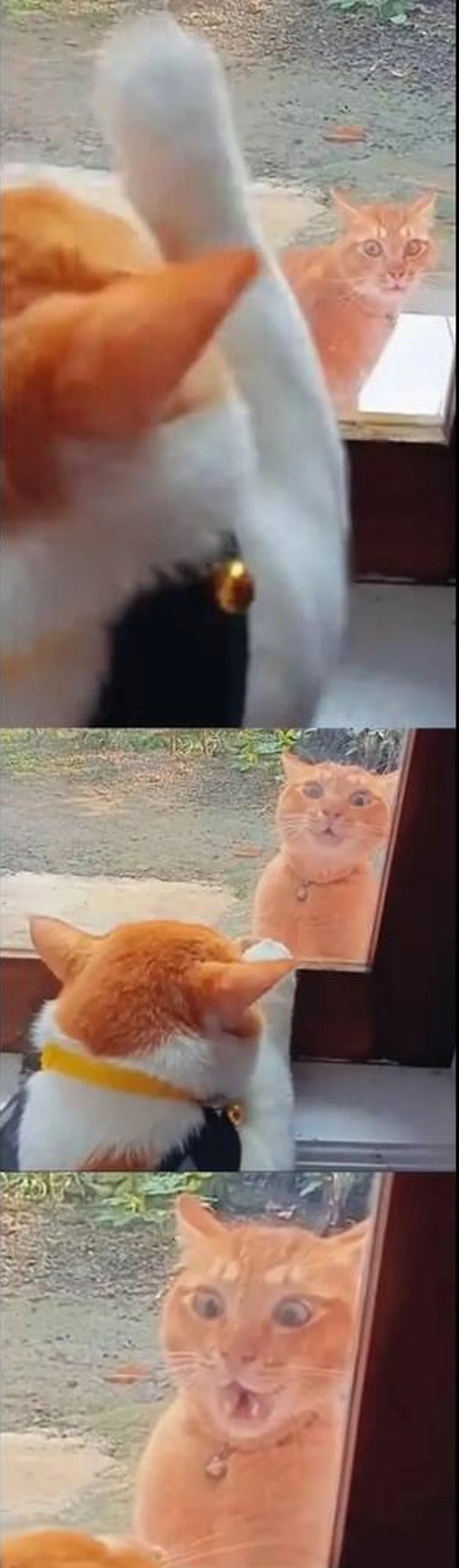 Caption this | Fandom