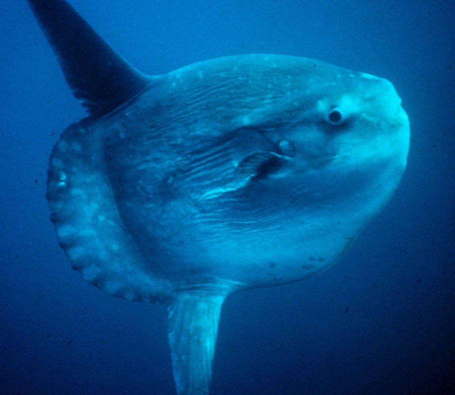 ...today's fish is the sunfish. | Fandom