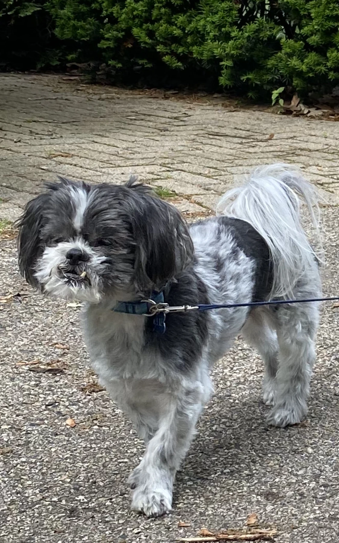 What is this dignified old boi’s name? | Fandom