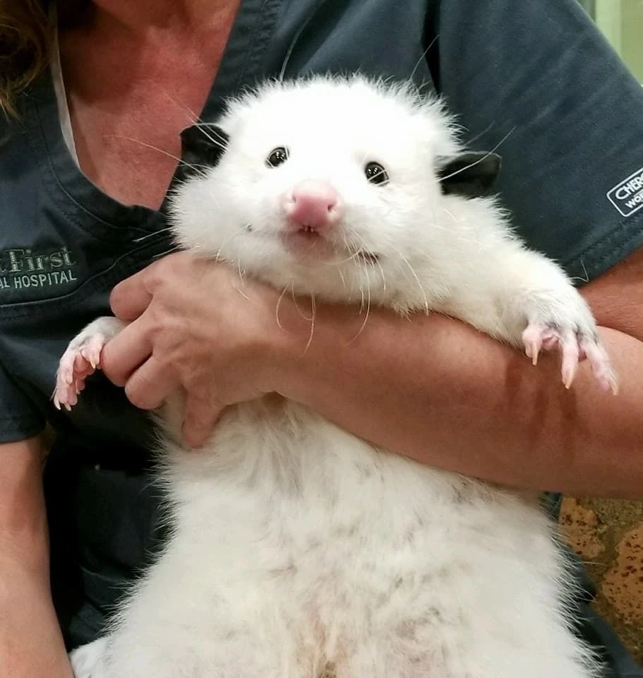 favorite animal? | Fandom