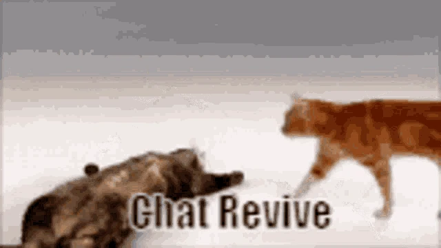 chat revive (yes im using a cat gif cry) | Fandom