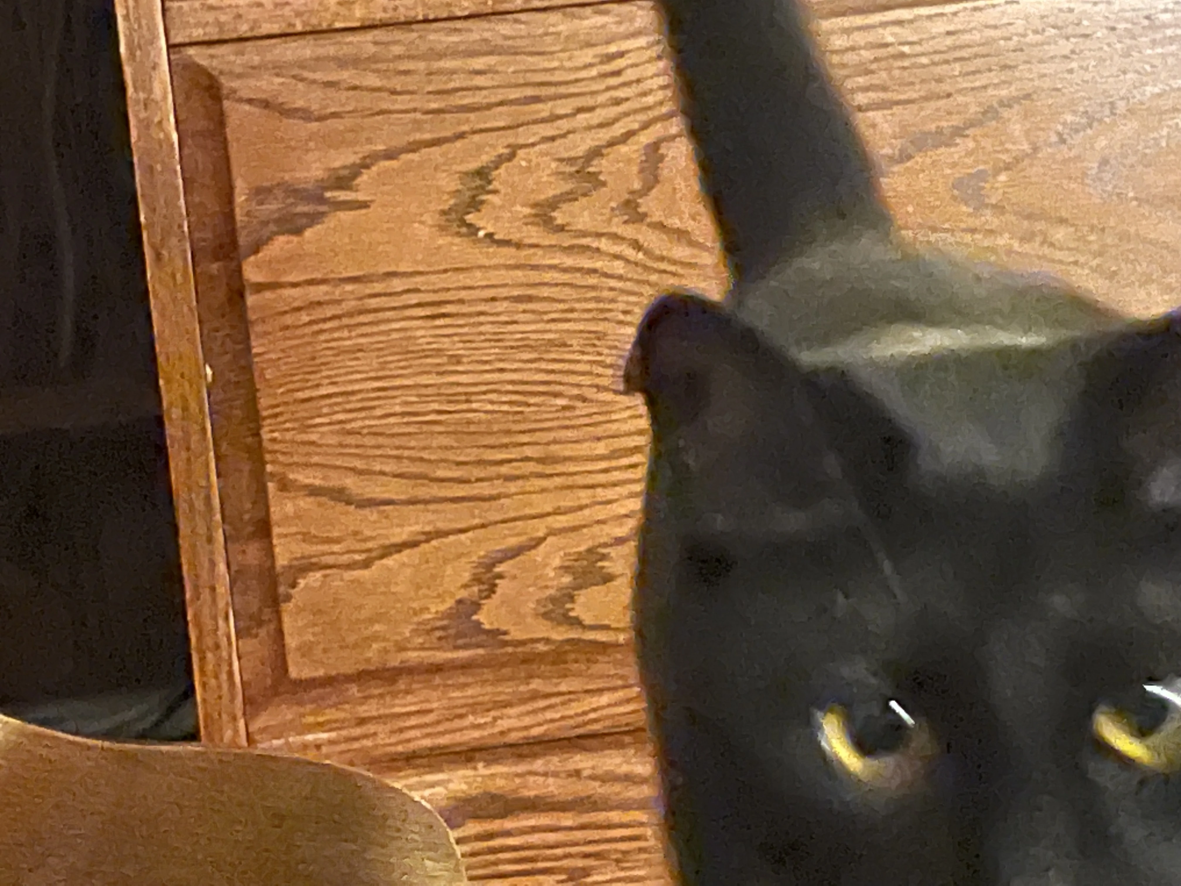 Daily Cat Image #370 | Fandom