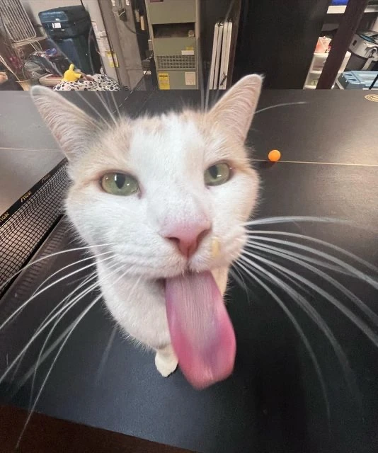 hi did you know this is actually me bleh :p | Fandom