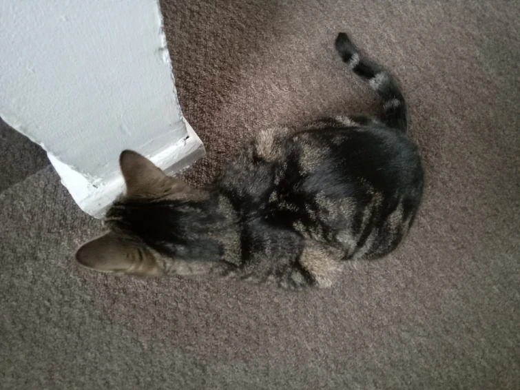 Dotty knocked over my bin to lick the bag inside it | Fandom