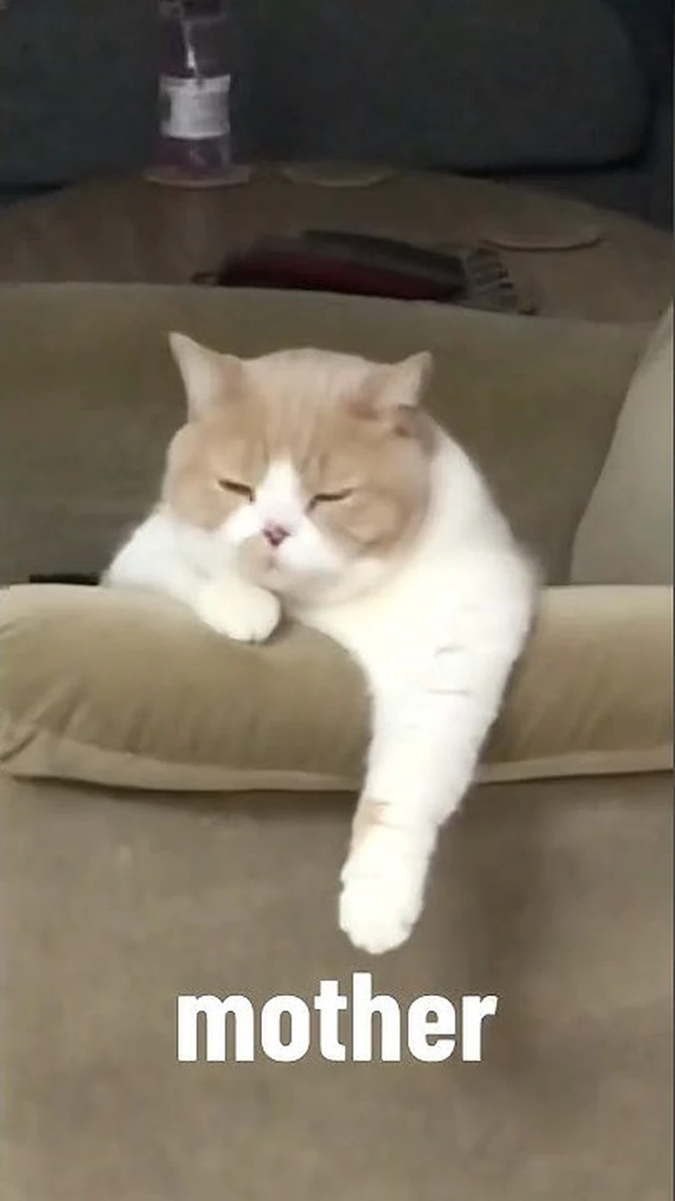 Literally The Trio’s Personalities | Fandom