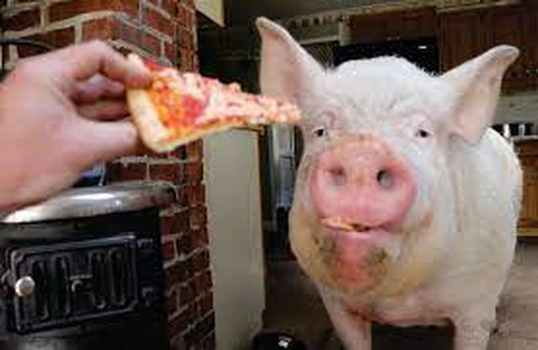 Discuss Everything About Martin Magni Wiki | Fandom