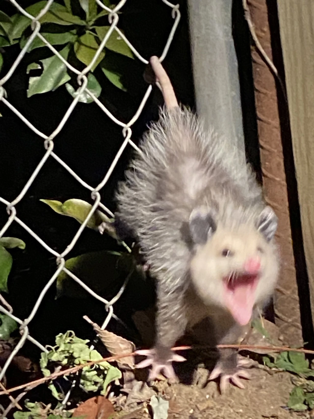 new favorite animal | Fandom