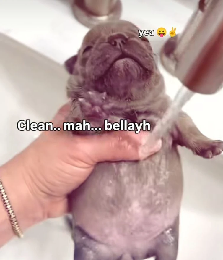 hi i am adrian | Fandom