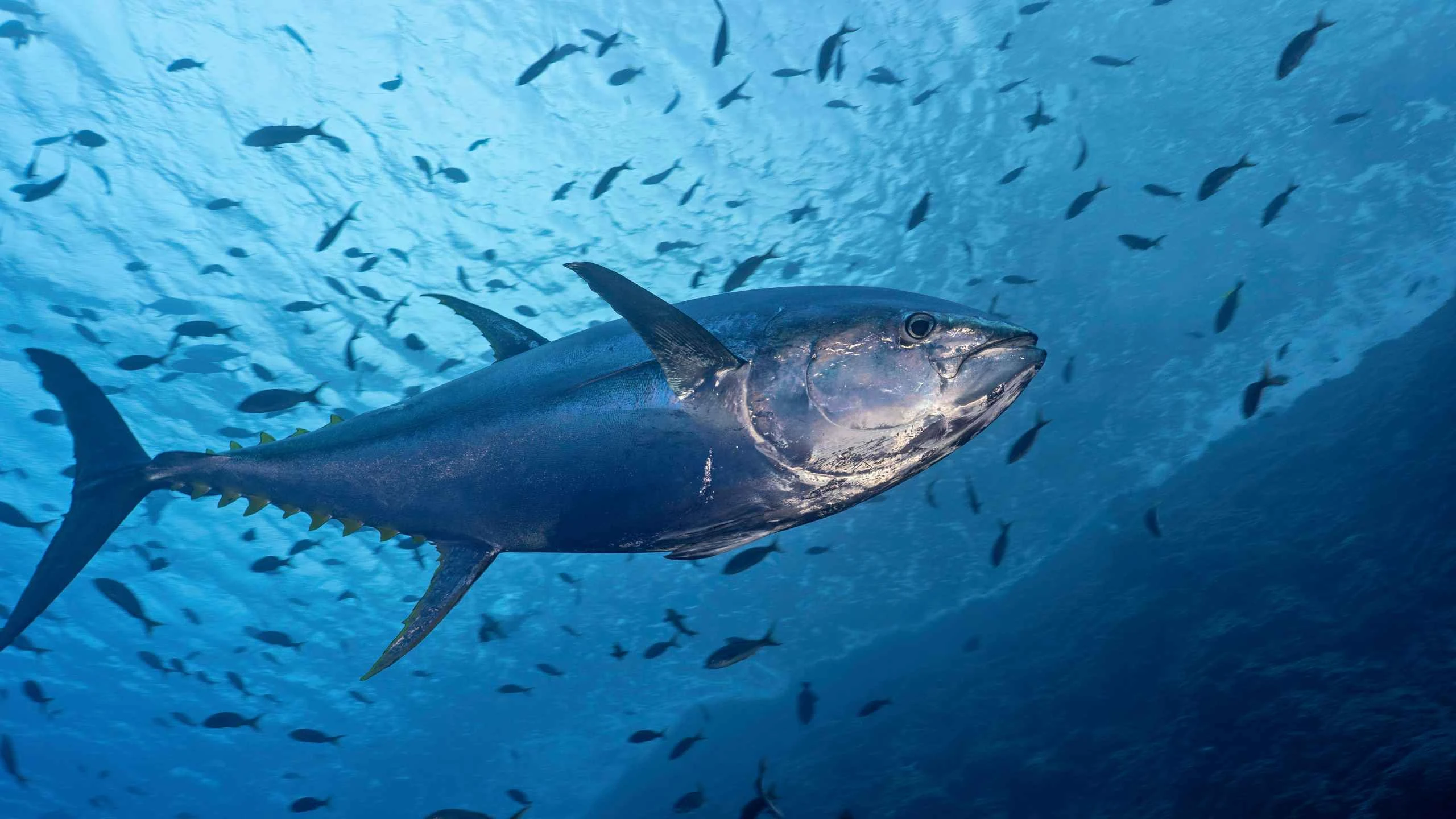 Wait its world tuna day | Fandom