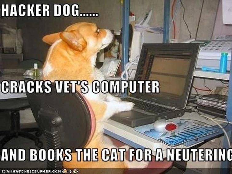 lol this what hacker dogs are like | Fandom