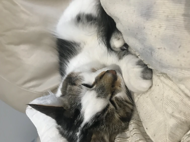 Off Topic Cat (WARNING: very eepy-sleepy) | Fandom