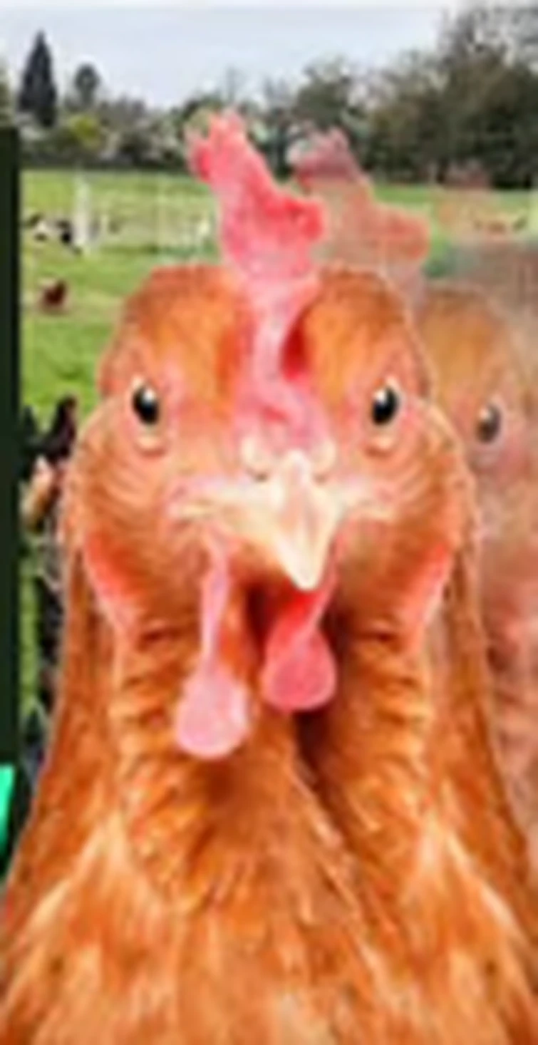 live chicken reaction | Fandom