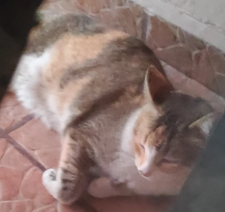 Kitty Reveal | Fandom