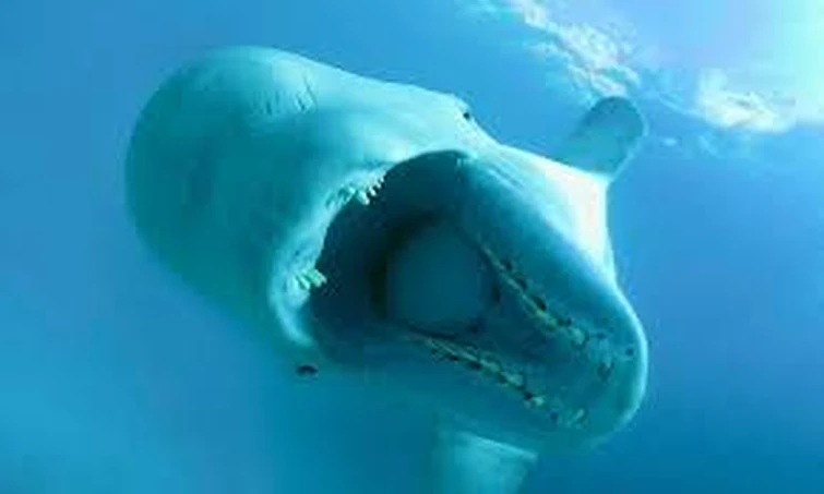 Favourite beluga character | Fandom