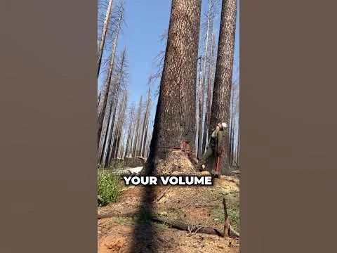 tree in tpot 9 when it releases: | Fandom