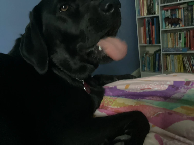 This Is My Dog | Fandom