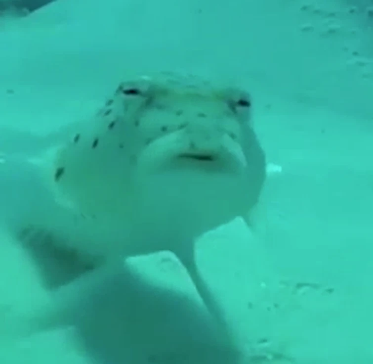 the fish of judgement | Fandom