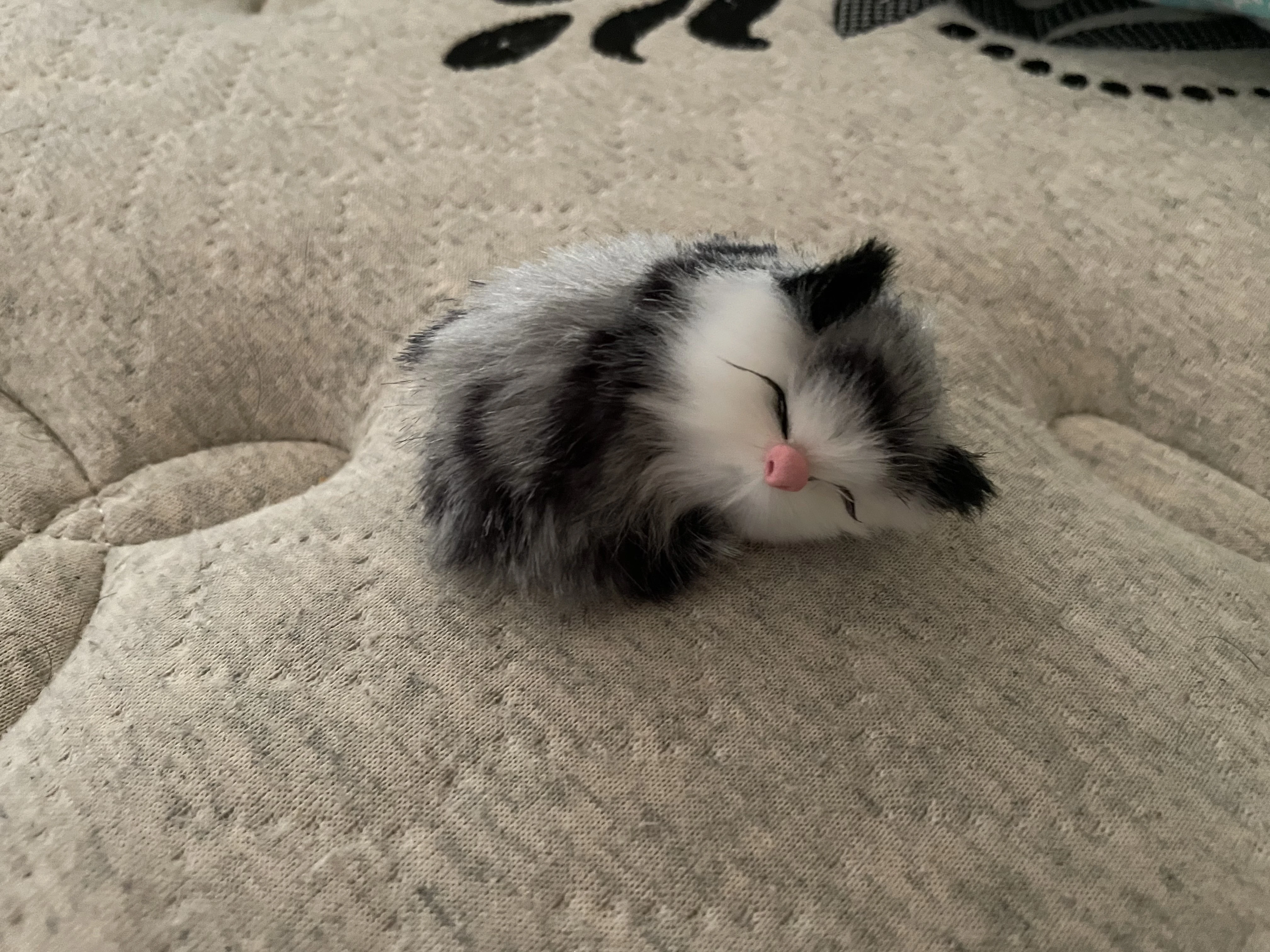 Small Kitty. (IRL) | Fandom