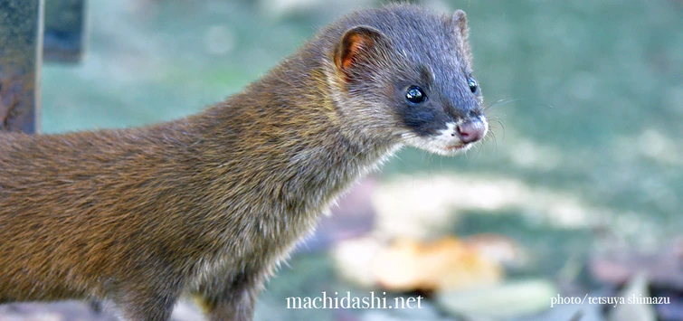 Explanation about the animals that appear in Wonderful Pretty Cure ...