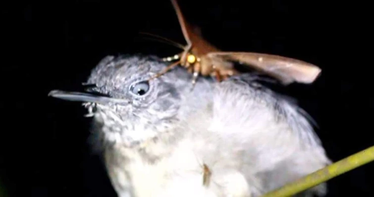 Mothra VS Rodan | Fandom