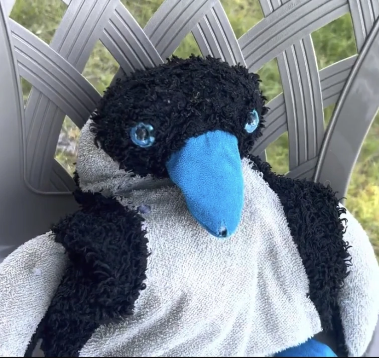 Pfp tournament | Fandom