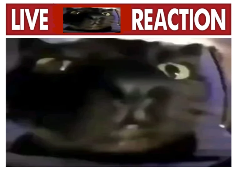 live reactions | Fandom