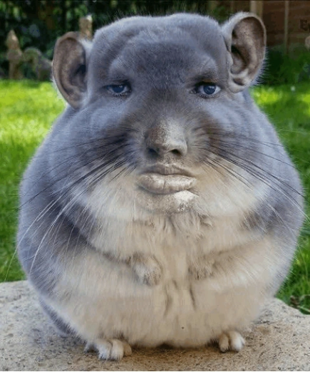 pfp contest yay :DDDD | Fandom