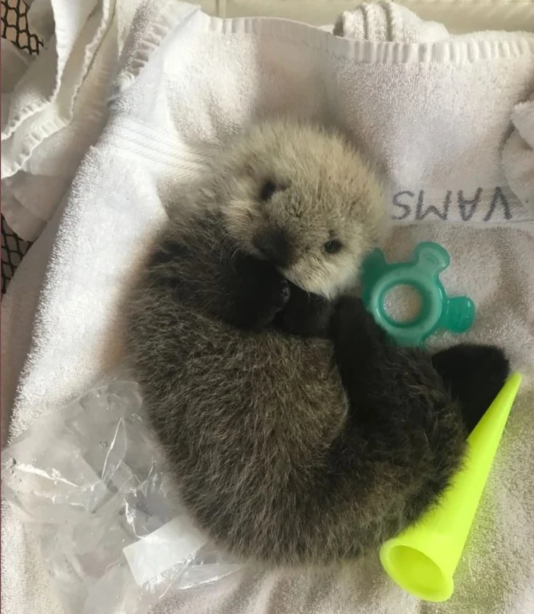 I'm once again asking for cute otter pics | Fandom